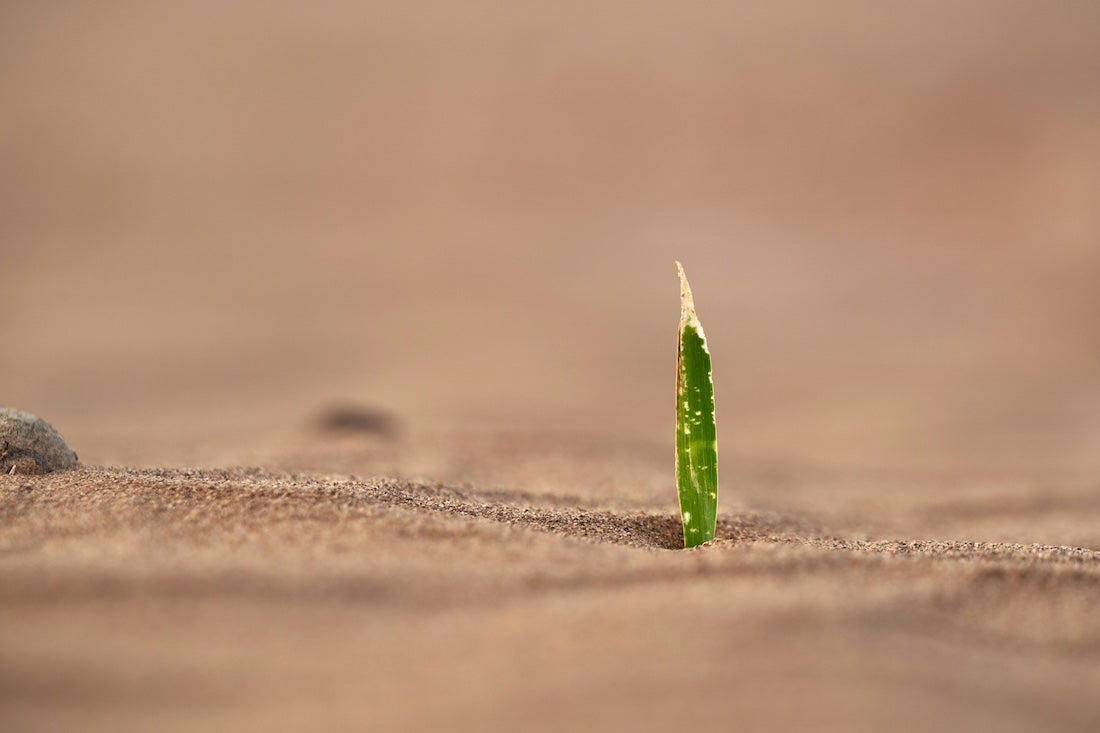 One Sprout - Writer's Digest